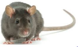 Jag, en seriemördare - Tigern